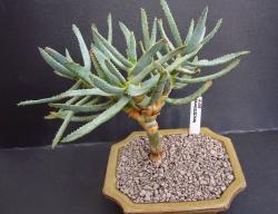 Aloe ramosissima - 5 semenki