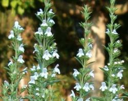 Čubar - Satureja hortensis (seme)