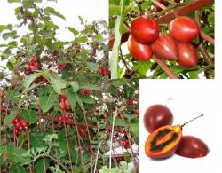 Tamarillo drvo paradajz - Tamarilo Solanum betaceum (seme)
