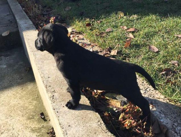 Labrador, crni štenci