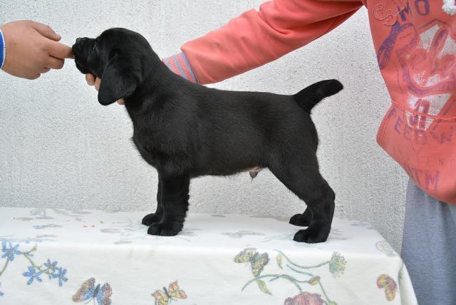Labrador stenci crne boje