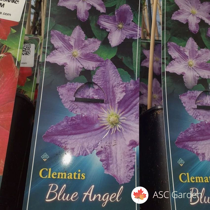 Clematis ‘Blue Angel’