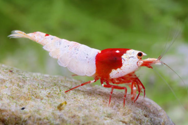 Cardina Cantonensis Sp. (Crystal Red Shrimp)