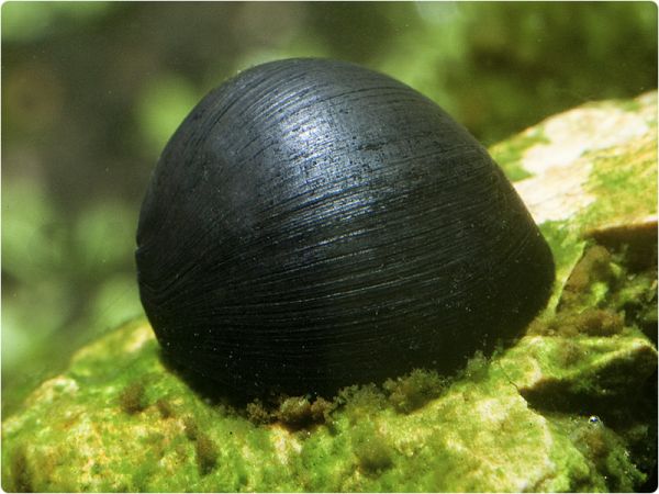 Neritina Natalensis Sp. Black Helmet