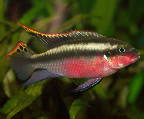 Pelvicachromis Pulcher (Kribenzis)