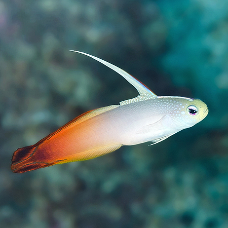 Firefish – Nemateleotris magnifica