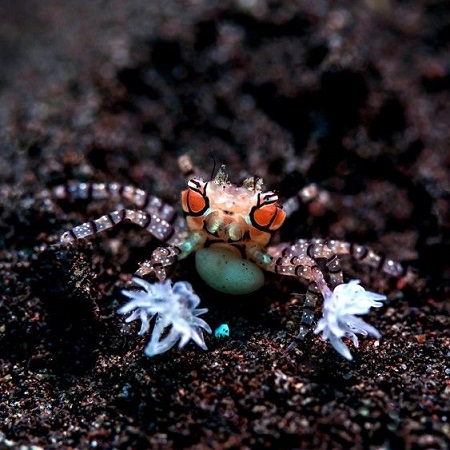 Pom Pom Crab – Lybia tesselata