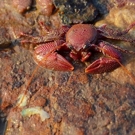 Porcelain Crab – Petrolisthes boscii