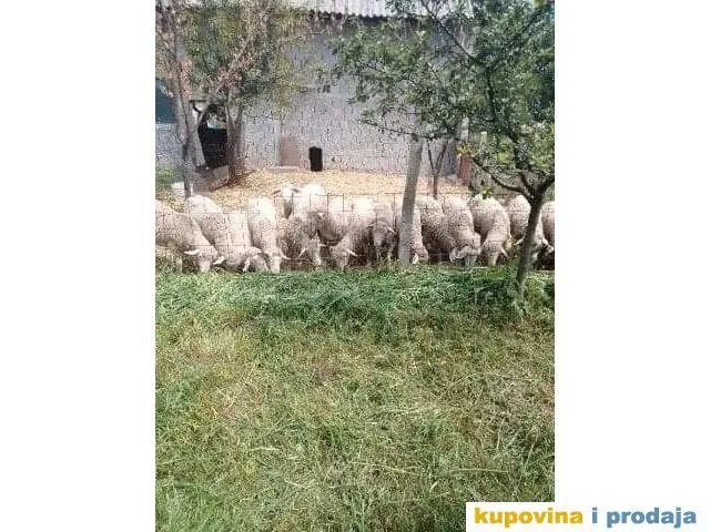 Prodajem umatičene ovce