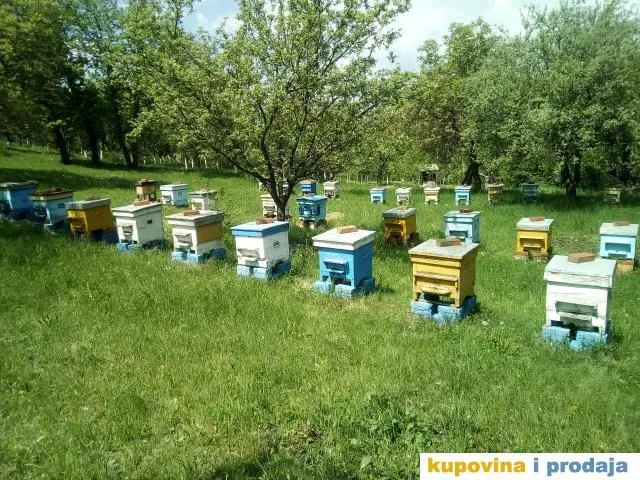 košnice sa pčelama