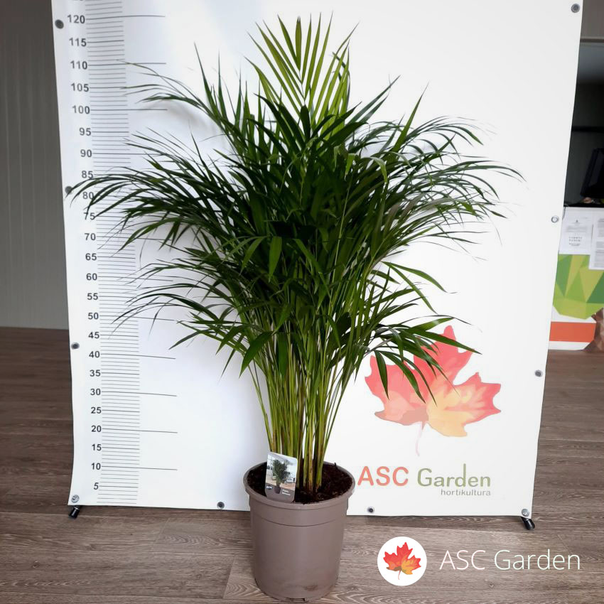 Dypsis lutescens- Areca palma 200cm