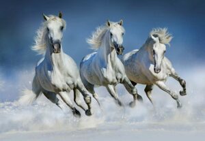Arabian-Horses 00162