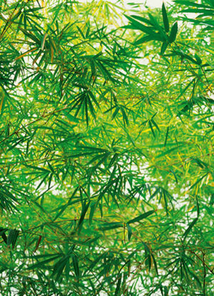 Bamboo 00372 183×254