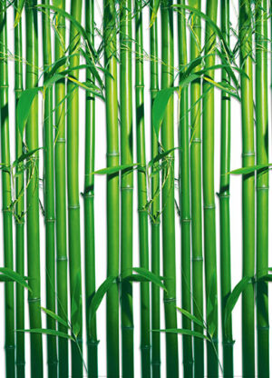 Bamboo 00421 183×254