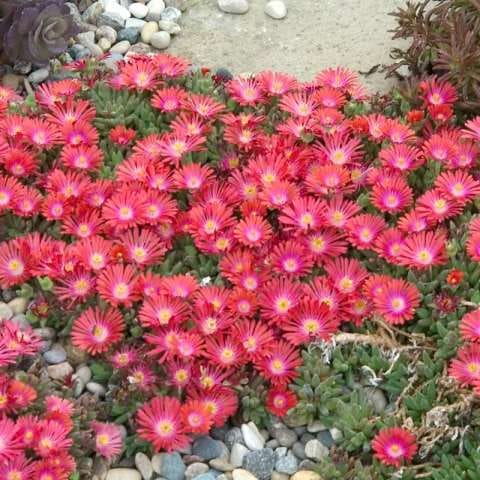 Ledeni cvet crveni