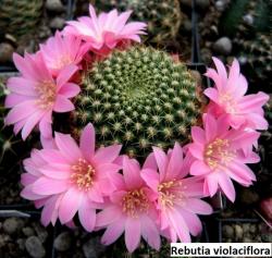 Rebutia violaciflora (minuscula) - 10 semenki