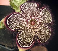 Edithcolea grandis - 5 semenki