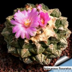 Ariocarpus fissuratus - 10 semenki