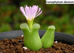 Conophytum devium - 10 semenki