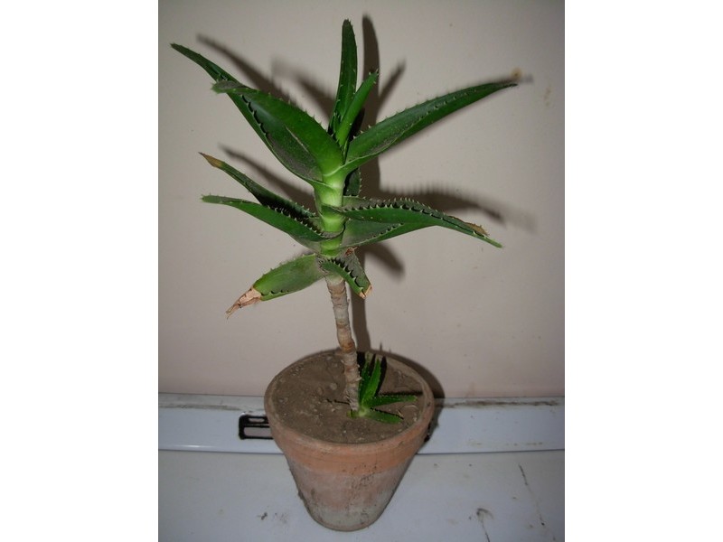 Aloja / Aloe sp. Popust 10%