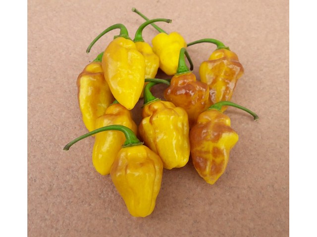 Bolivian Bumpy - Chili pepper 20 semenki