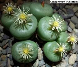 Conophytum truncatum - 10 semenki