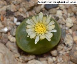 Conophytum maughanii ssp latum - 10 semenki