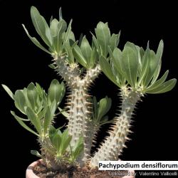 Pachypodium densiflorum - 5 semenki