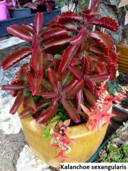 Kalanchoe sexangularis - 20 semenki