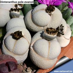 Dinteranthus pole-evansii - 20 semenki