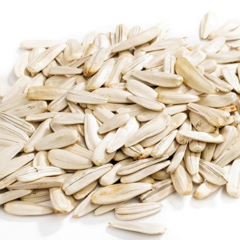 1000 semena Dzinovskog belog suncokreta