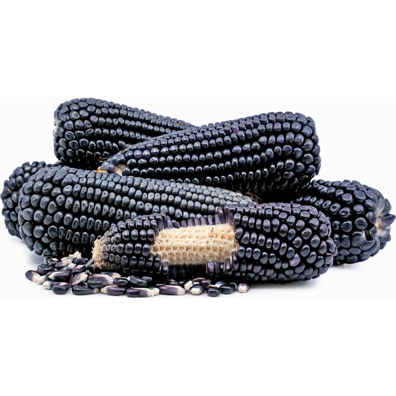 Seme crnog kukuruza Black Aztek