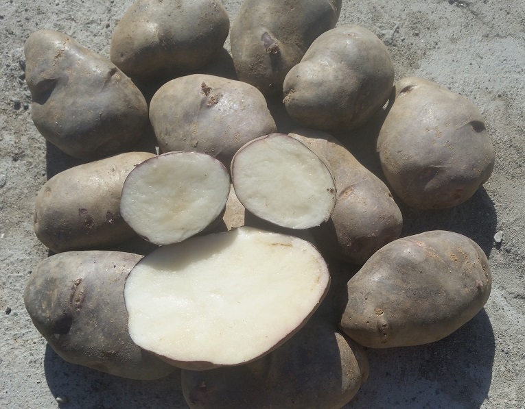 Krompir “ Domaći Potočar „