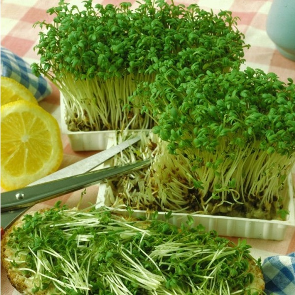 Kres salata ( lepidium sativum ) veoma zdrava