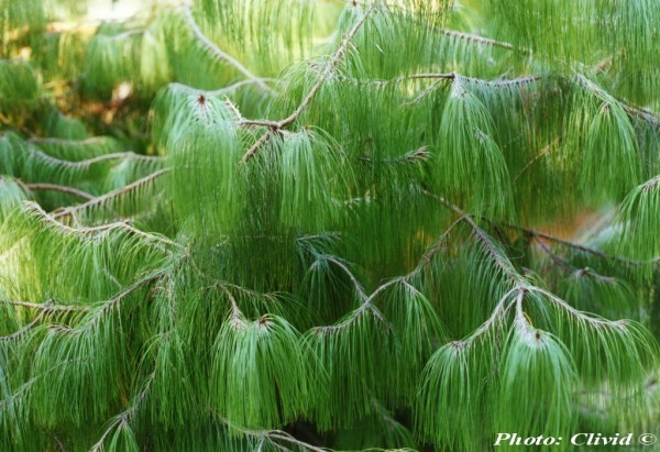 Pinus patula ( Najlepši Bor )