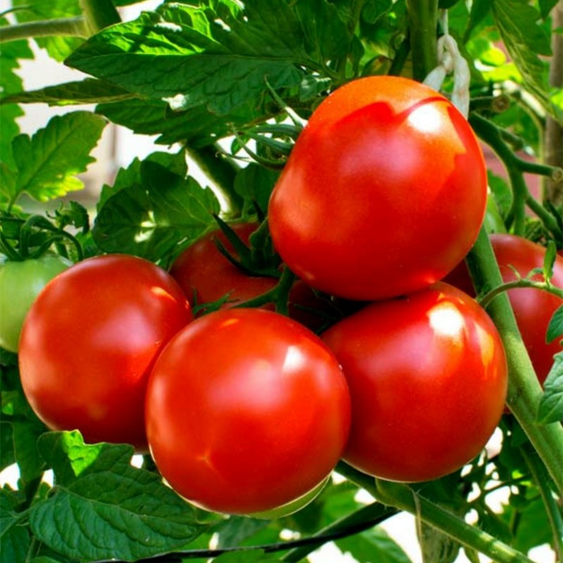 Madjarski paradajz seme Kecskemet Jubileum
