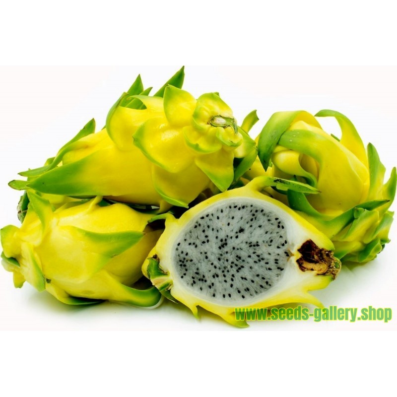 Zmajevo Voce Zuti Dragon Fruit Seme (Selenicereus megalanthus)