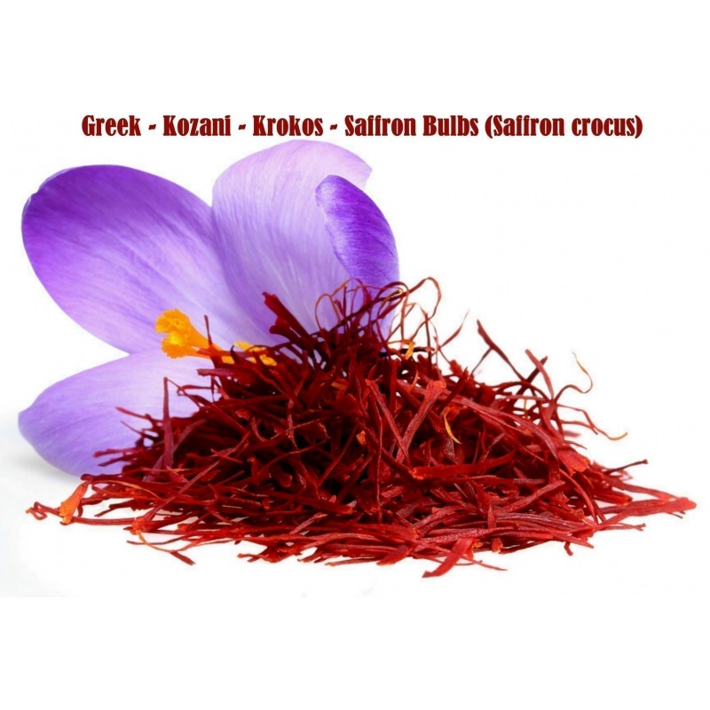 Safran Lukovice (Crocus sativus)