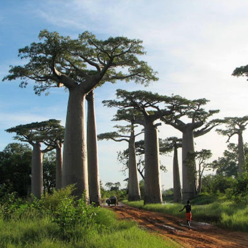 Baobab Drvo Zivota Seme (Adonsonia digitata)