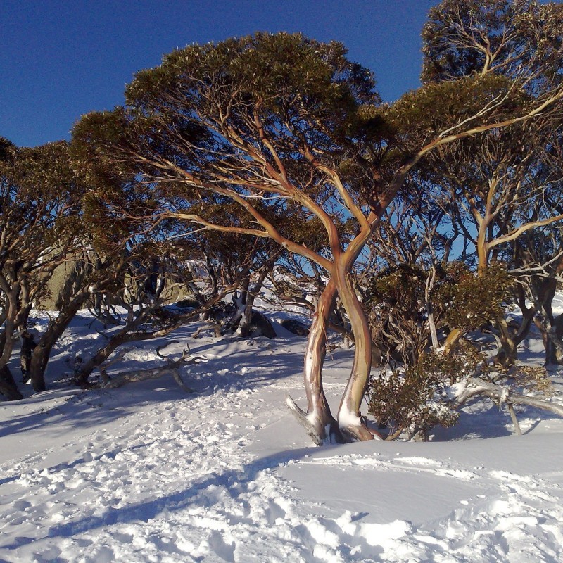 Snezni Eukaliptus Seme - Otporan Na Mraz - 23 °C