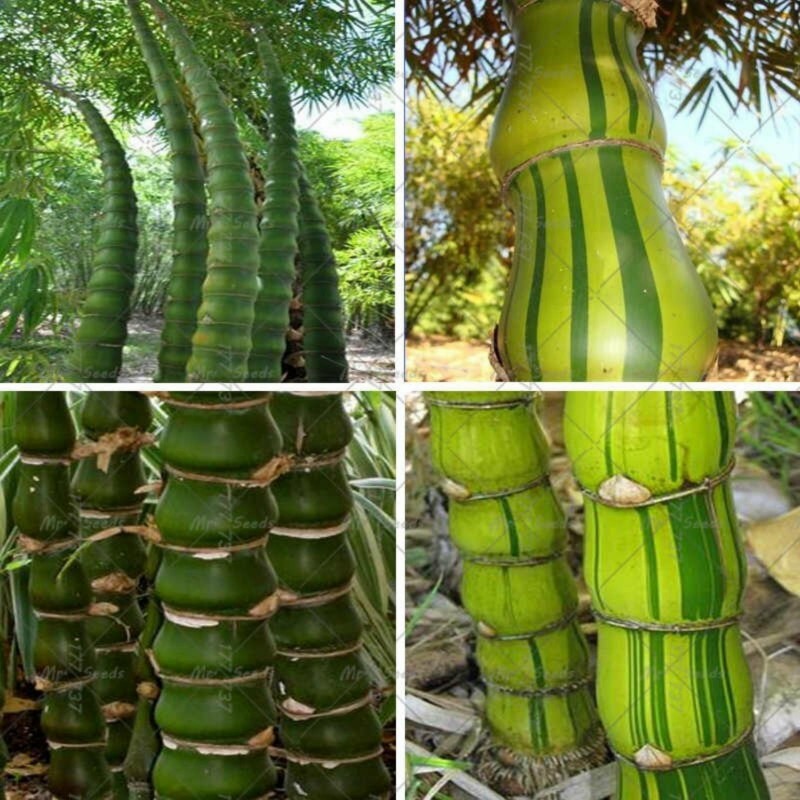 Budin Stomak Bambus Seme (Bambusa ventricosa)
