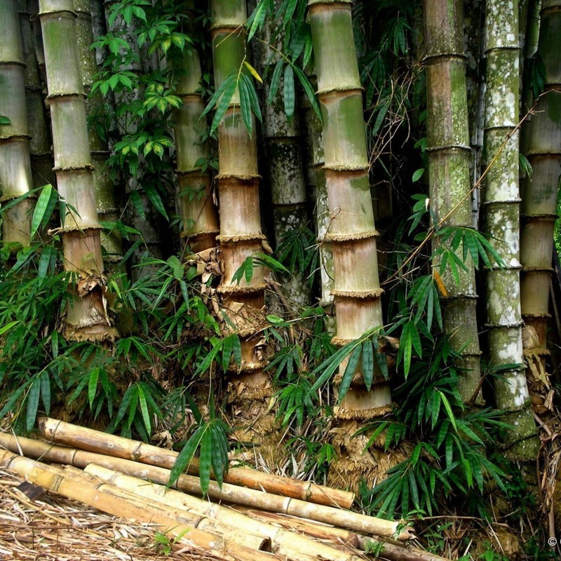 Gvozdeni Bambus Seme