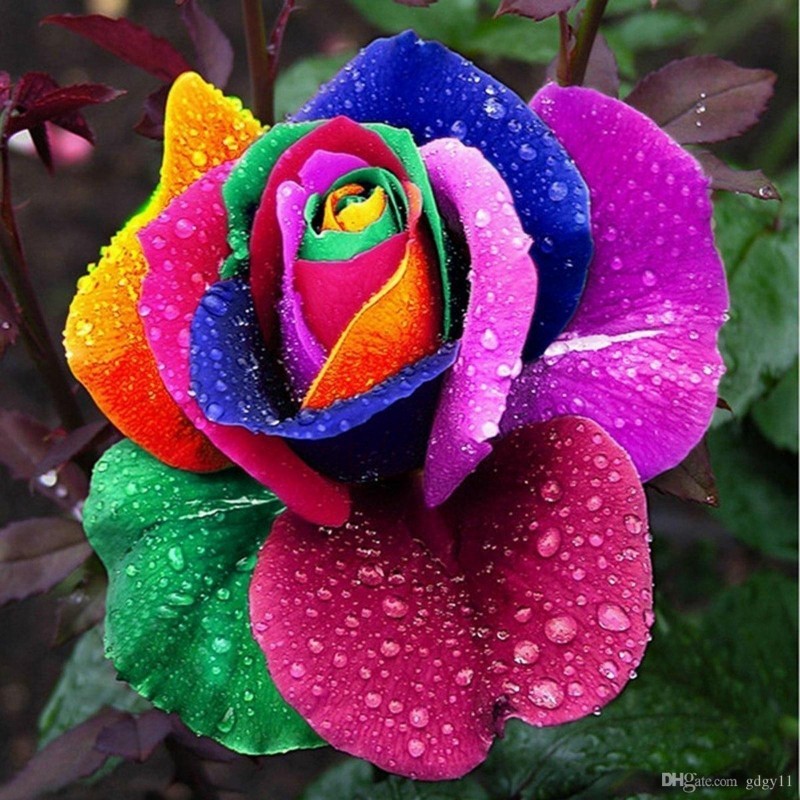 Ruza Rainbow Seme