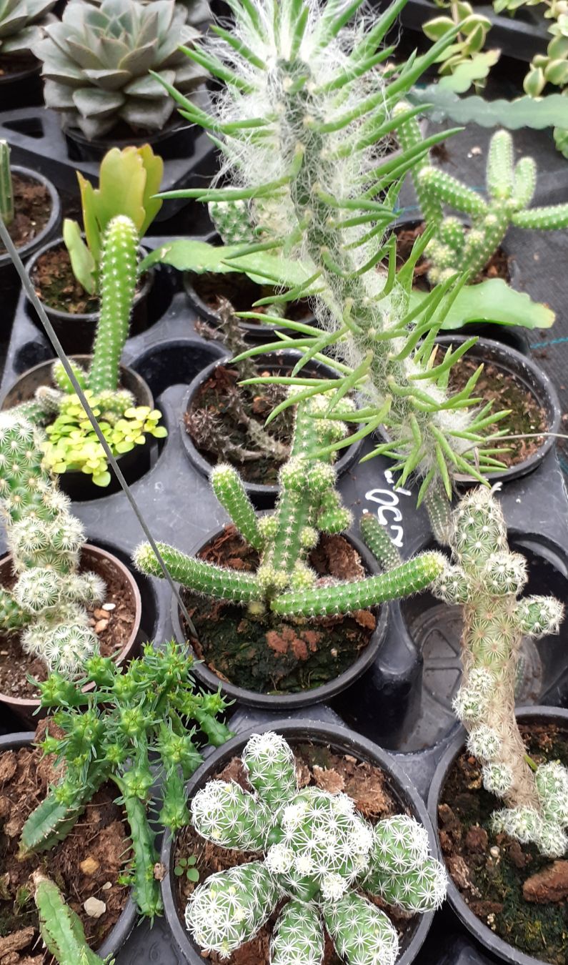 Kaktusi mix (srednji)
