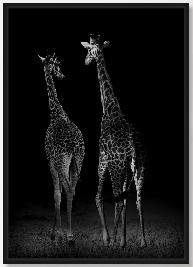 SLIKA 27x37 sa ramom - 31020 - Giraffe