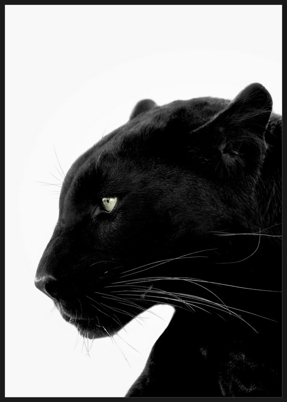 SLIKA sa ramom 60X90 TOIR25623 - Black Panther