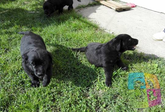 Crni štenci Labrador retriver - Subotica