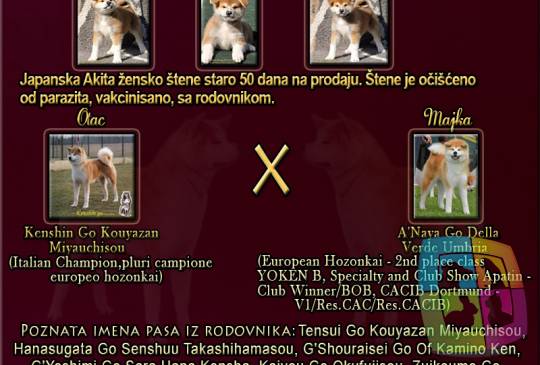 Japanska Akita žensko štene na prodaju