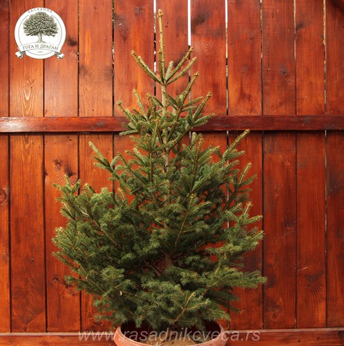 Novogodišnje drvce 1.5m (Picea abies)