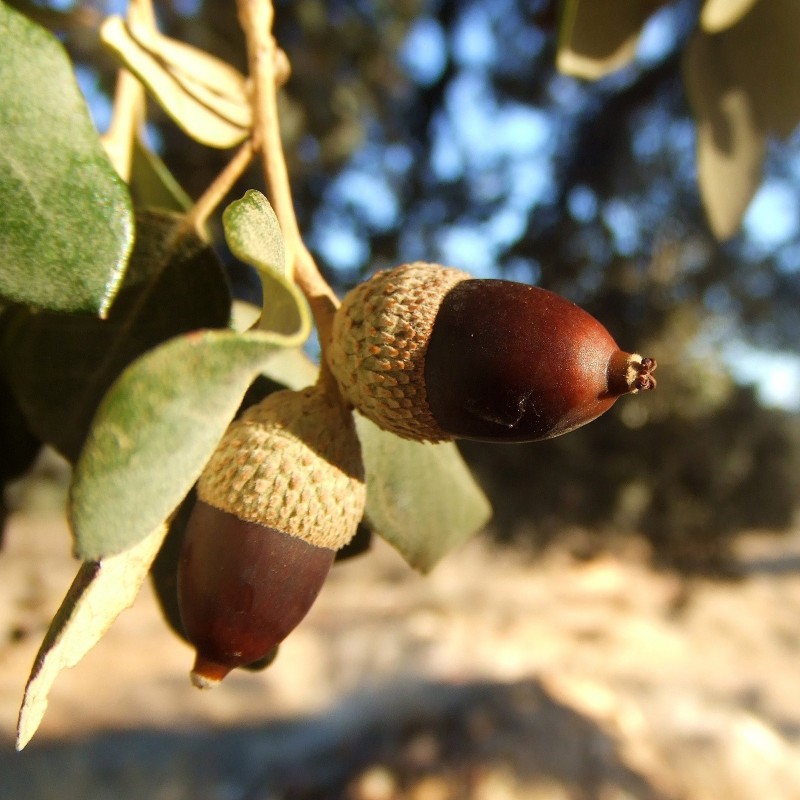 Crnika Ili Cesmina Seme (Quercus ilex)